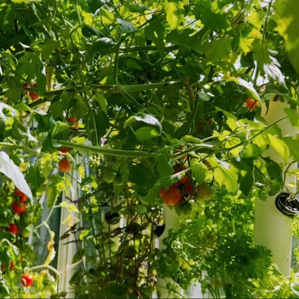 Kit MyFarm | Système aquaponique pour serre